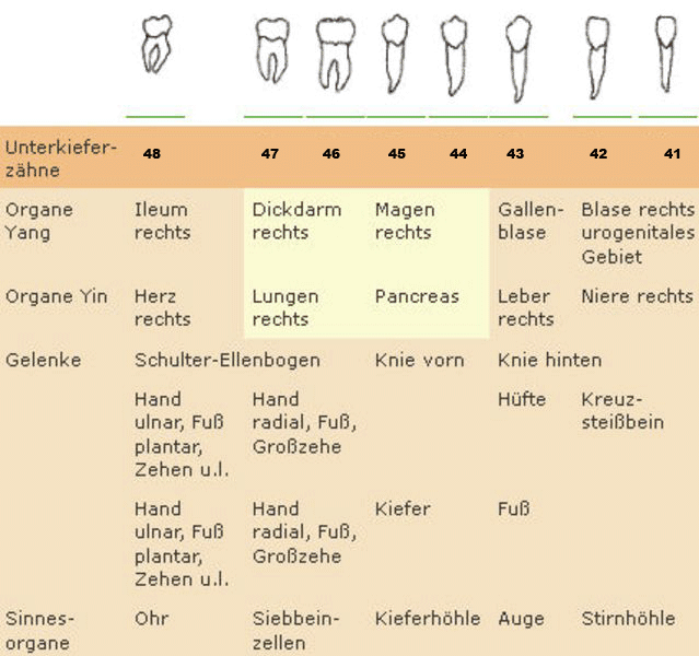 Zahnschema – Bezüge zwischen Zähnen und Organen