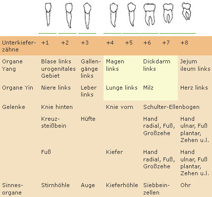 Naturheilmagazin: Zahnschema